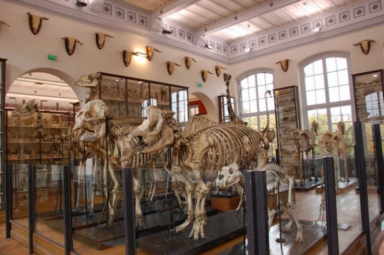Musée Fragonard d’Alfort [Dark Tourism in Paris] – Dark Tourists